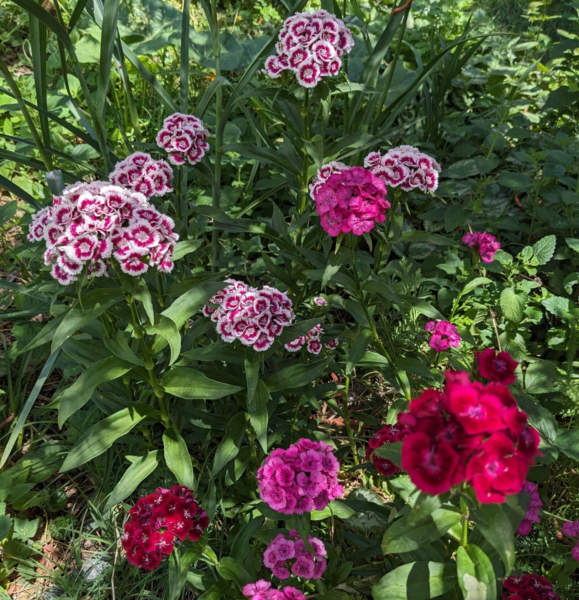 Sweet Williams Seeds - Amorero